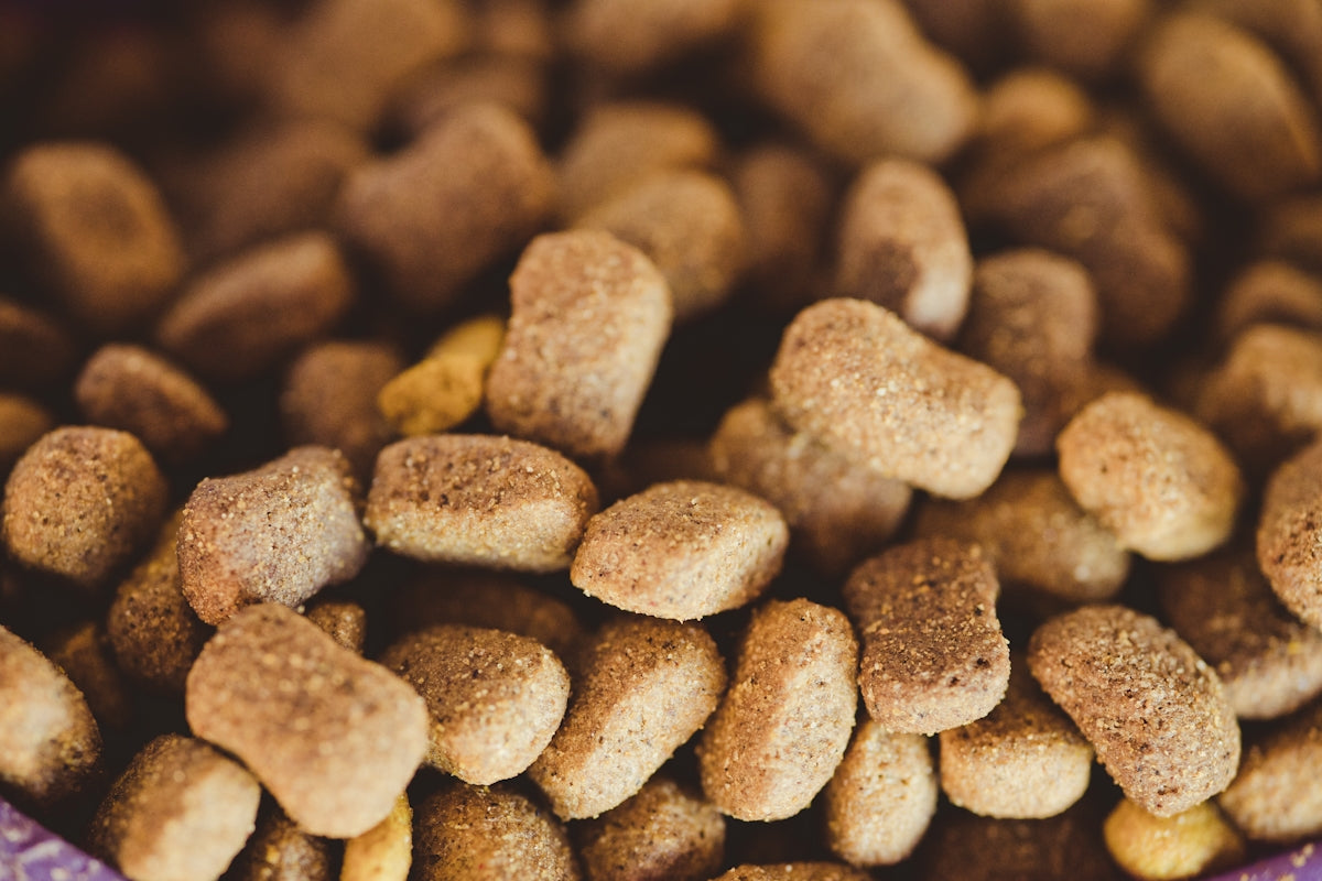 Exploring Grain Free Dog Food Benefits for Healthier Pets